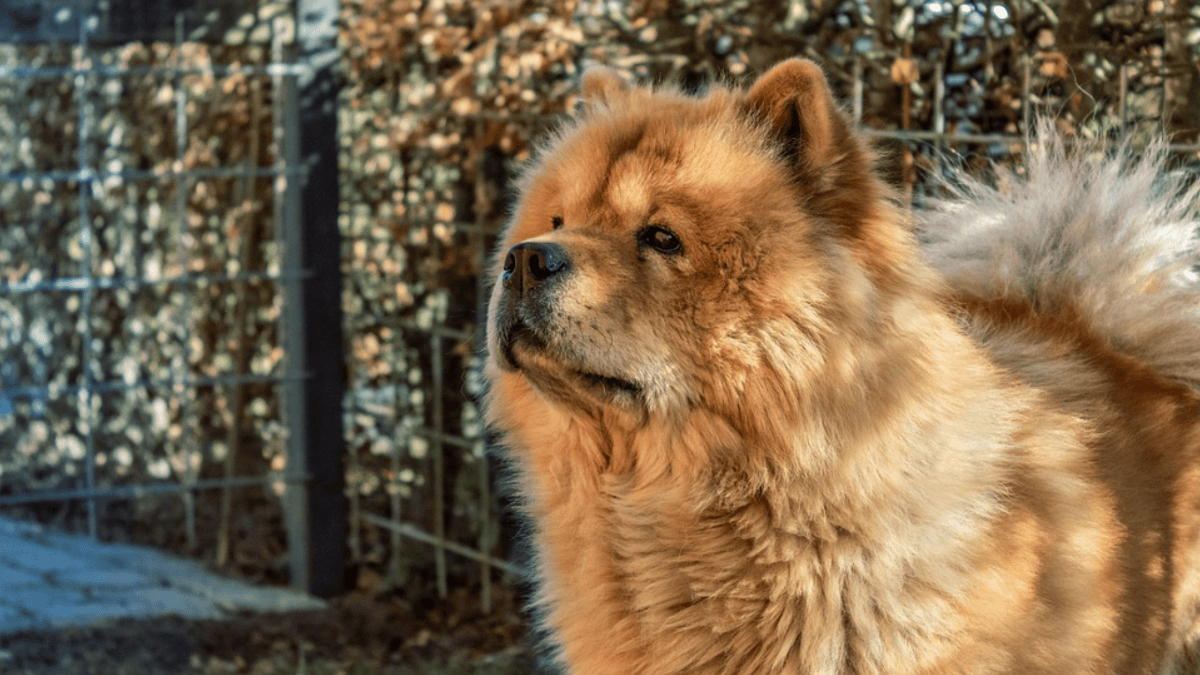 Love chunky dogs? These are the cutest chubby breeds