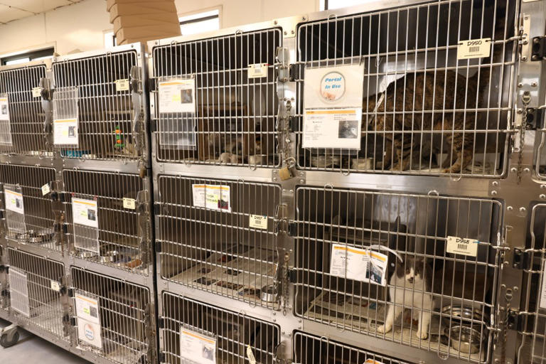 LA shelter dogs flown to Chicago after massive animal rescue to get ...