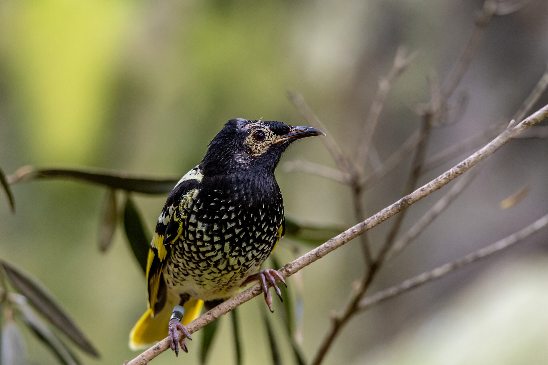 This critically endangered bird's song was about to disappear ...