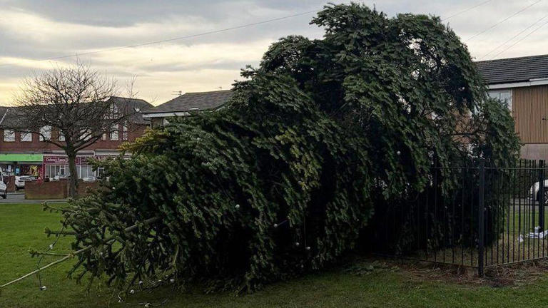Man admits felling village's Christmas tree