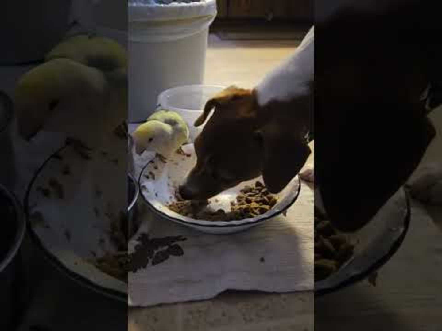 Puppy sweetly shares meal with tiny lovebird friend