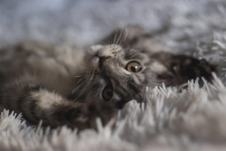 Tiny gray kitten's happy little trills are pure wholesome goodness