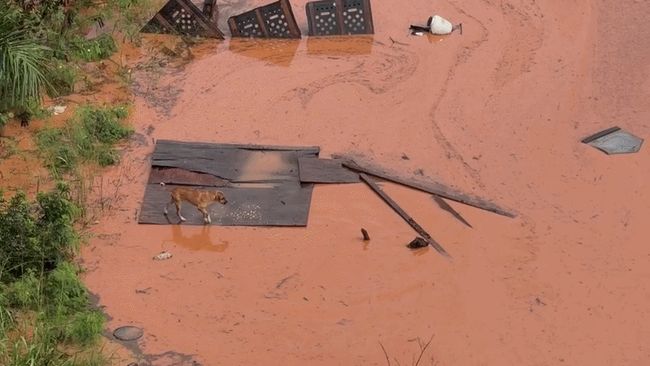 Aerial footage shows dogs stranded in Hawaii flood waters