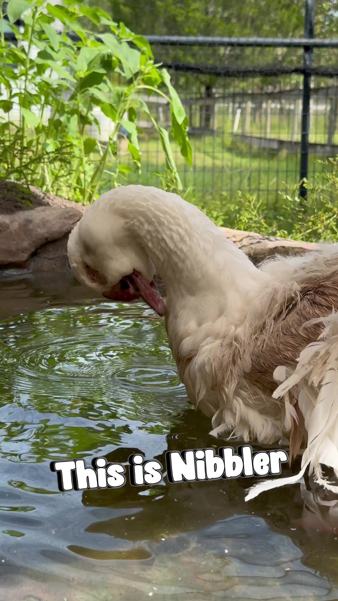 The surprising way Nibs handles life with half a beak
