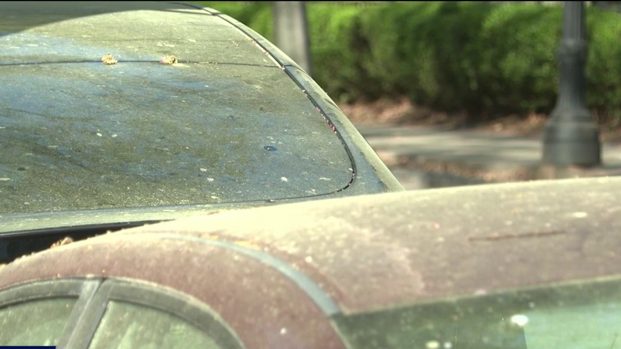 Survival tips for metro Atlanta allergy season