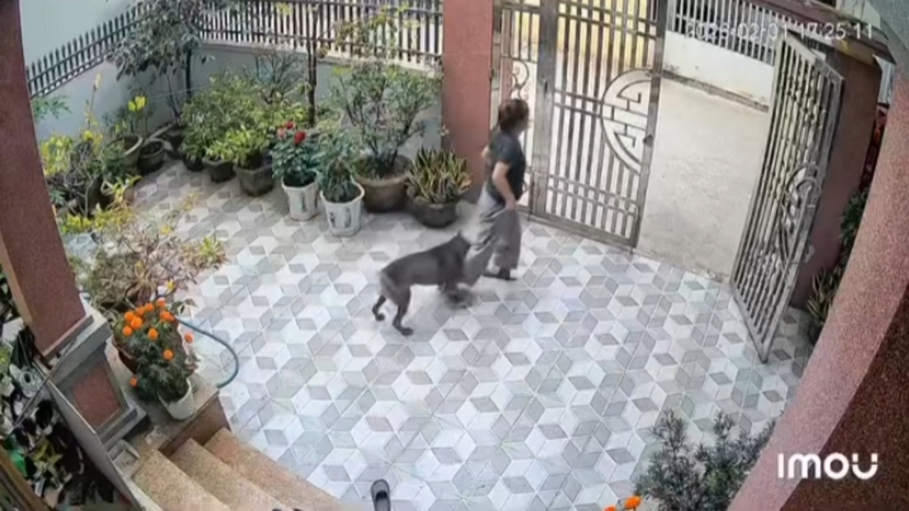 Dog grabs woman’s clothing before backing off in Da Nang, Vietnam
