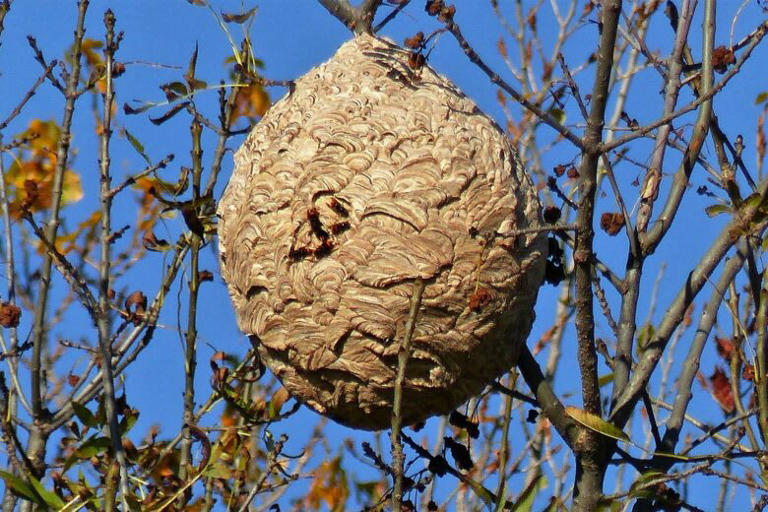 Frelon asiatique : savez-vous vraiment où il se cache au printemps