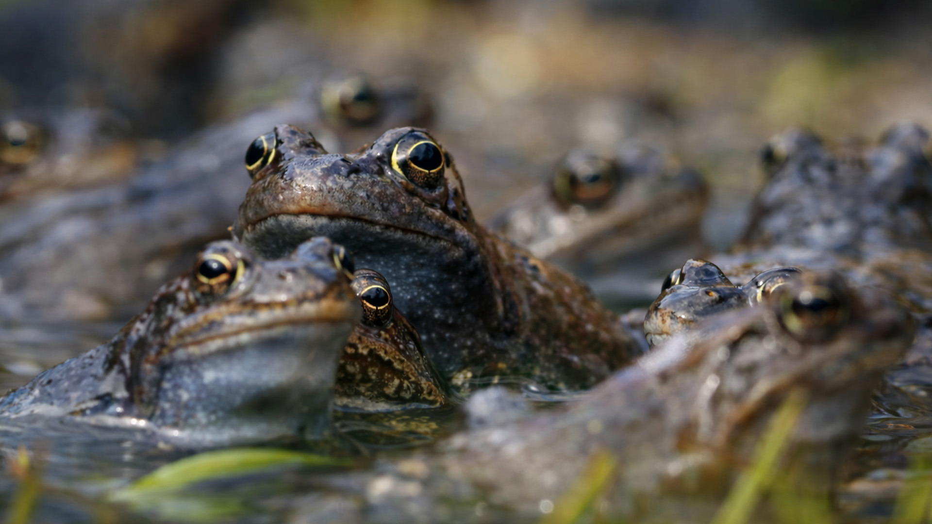 A remote camera captures nature sounds from a frog gathering