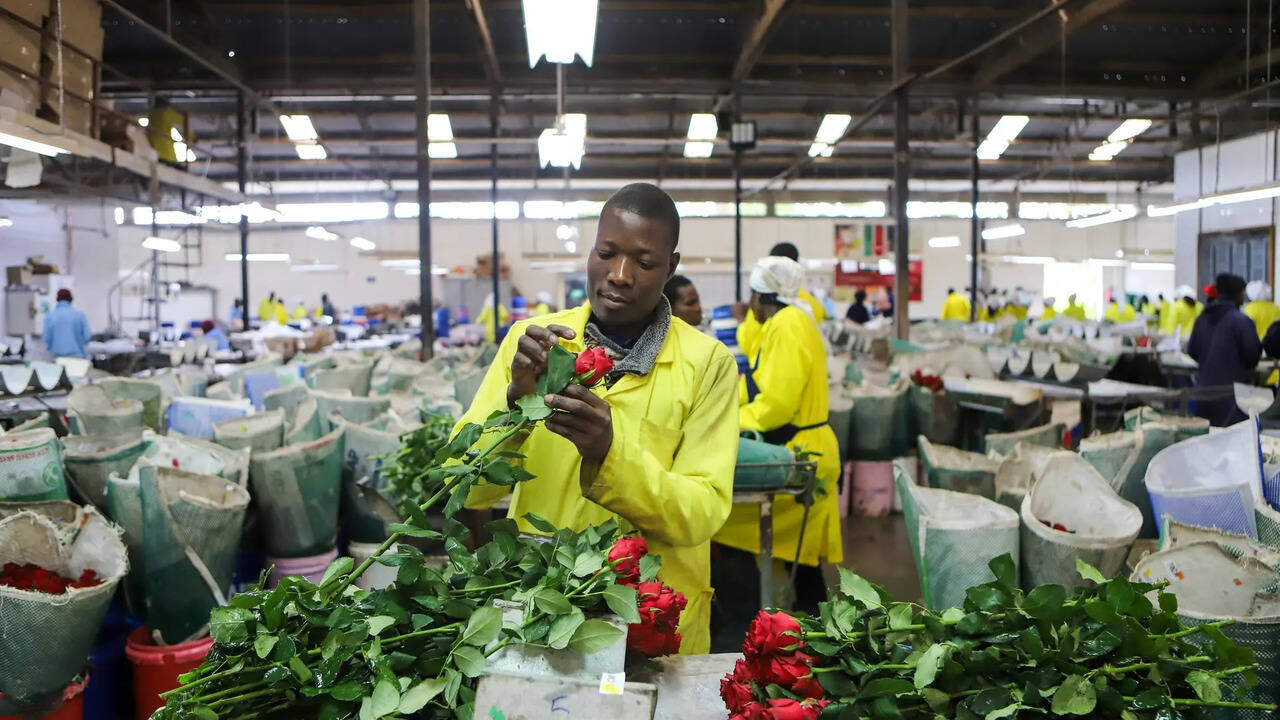 Kenya's flower industry faces significant financial losses amid ongoing ...