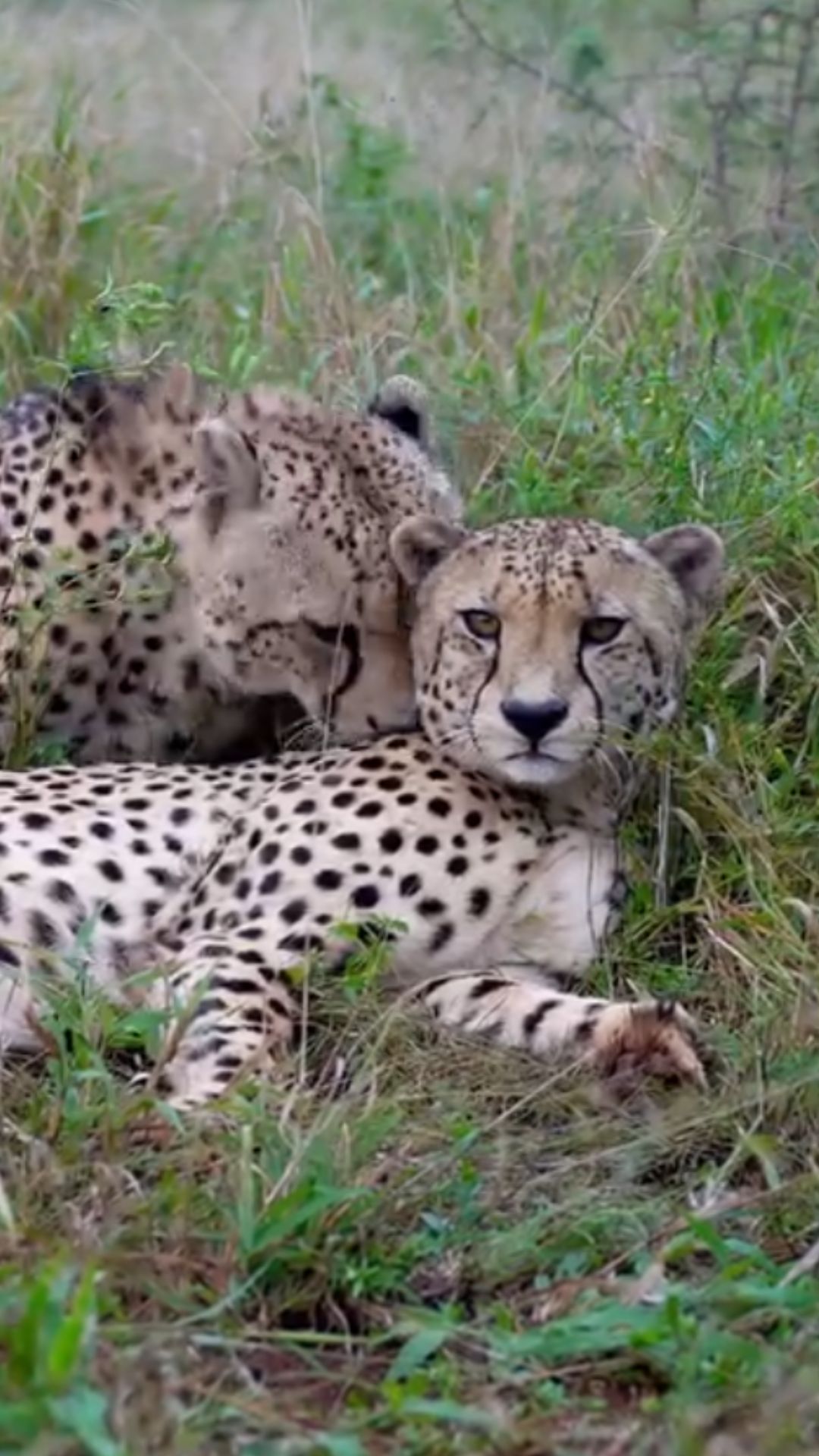 Cheetah behavior insights: How grooming strengthens trust