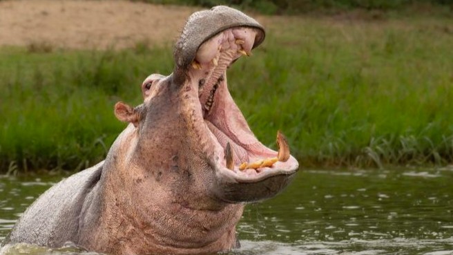 Schau, was passiert, wenn ein 4.500 kg Nilpferd dich angreift - „Es ...