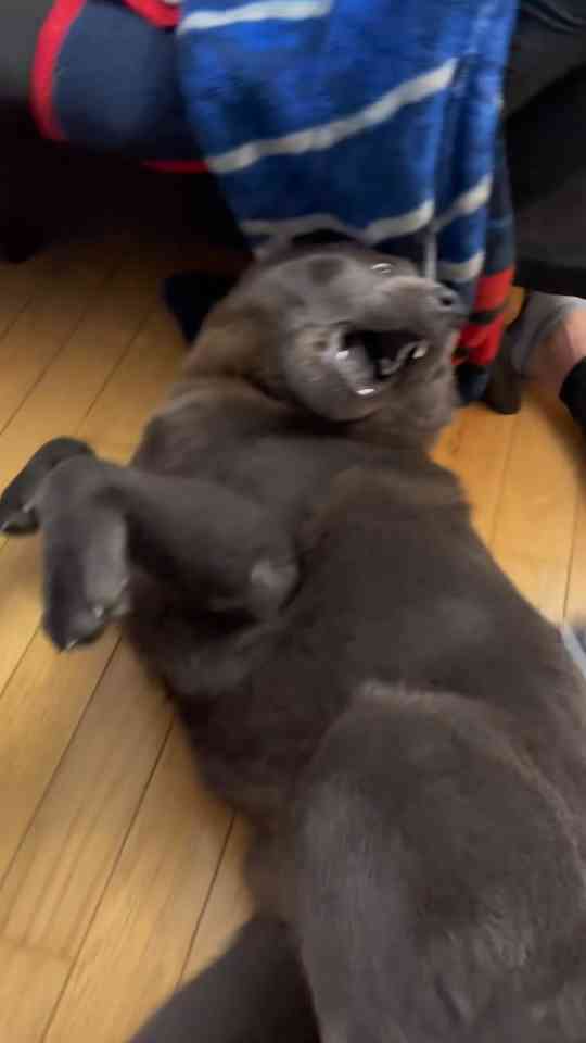 Braxton Moments That Perfect Chow Chow Attitude