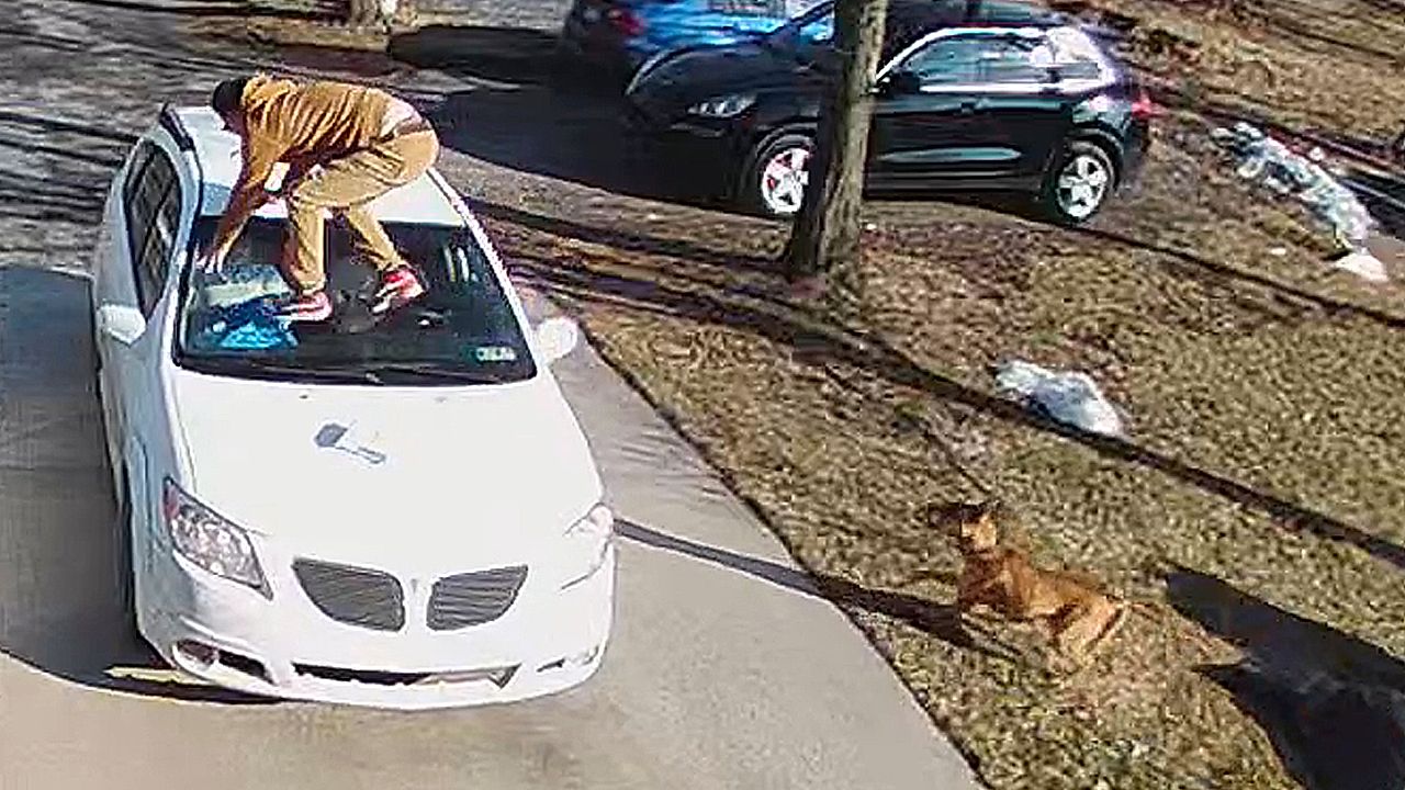 Un perro suelto hace que un repartidor aterrorizado se suba al techo ...