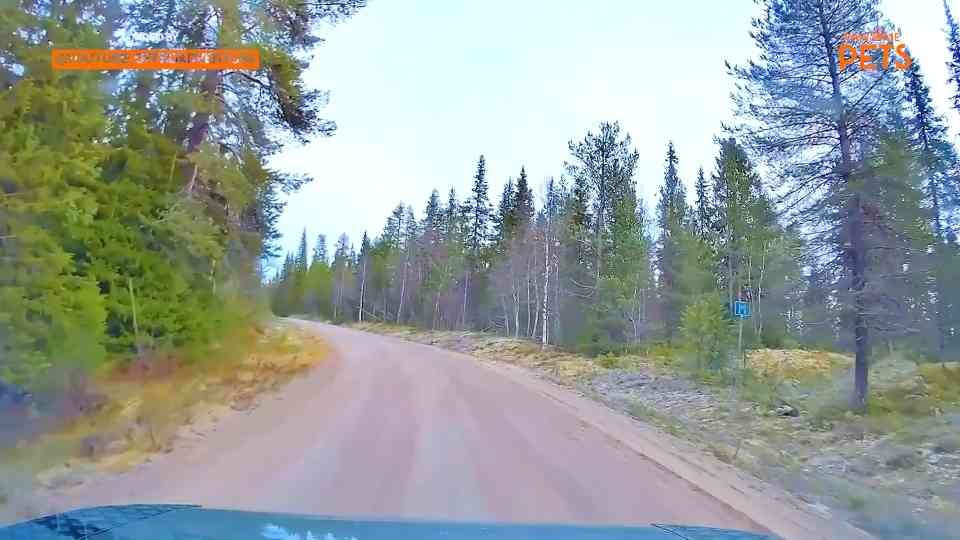 Sled dogs pull car