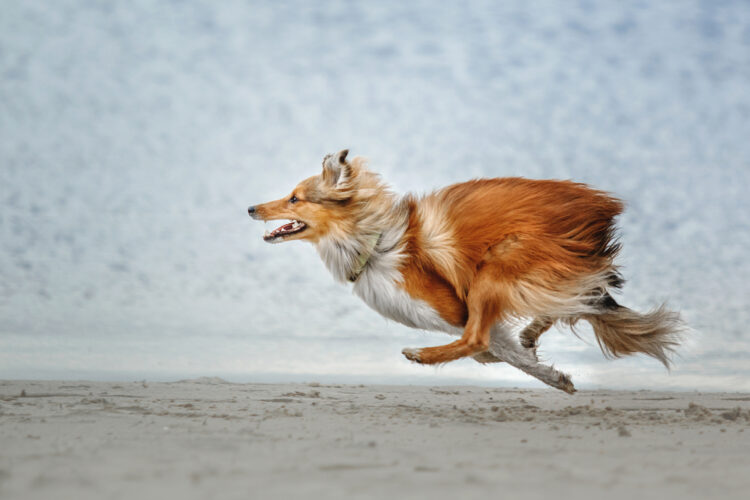 The 15 fastest dog breeds in the world