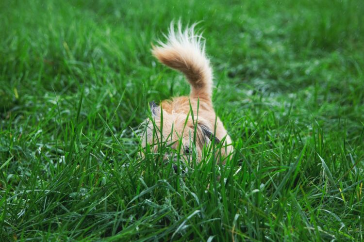 15 signs your dog is scared of you