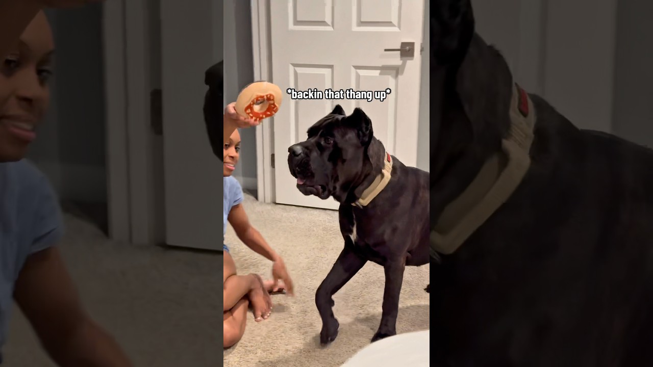 How we wind down at night with a massive cane corso dog