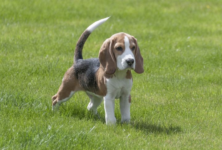 15 best dog breeds if you also have a cat