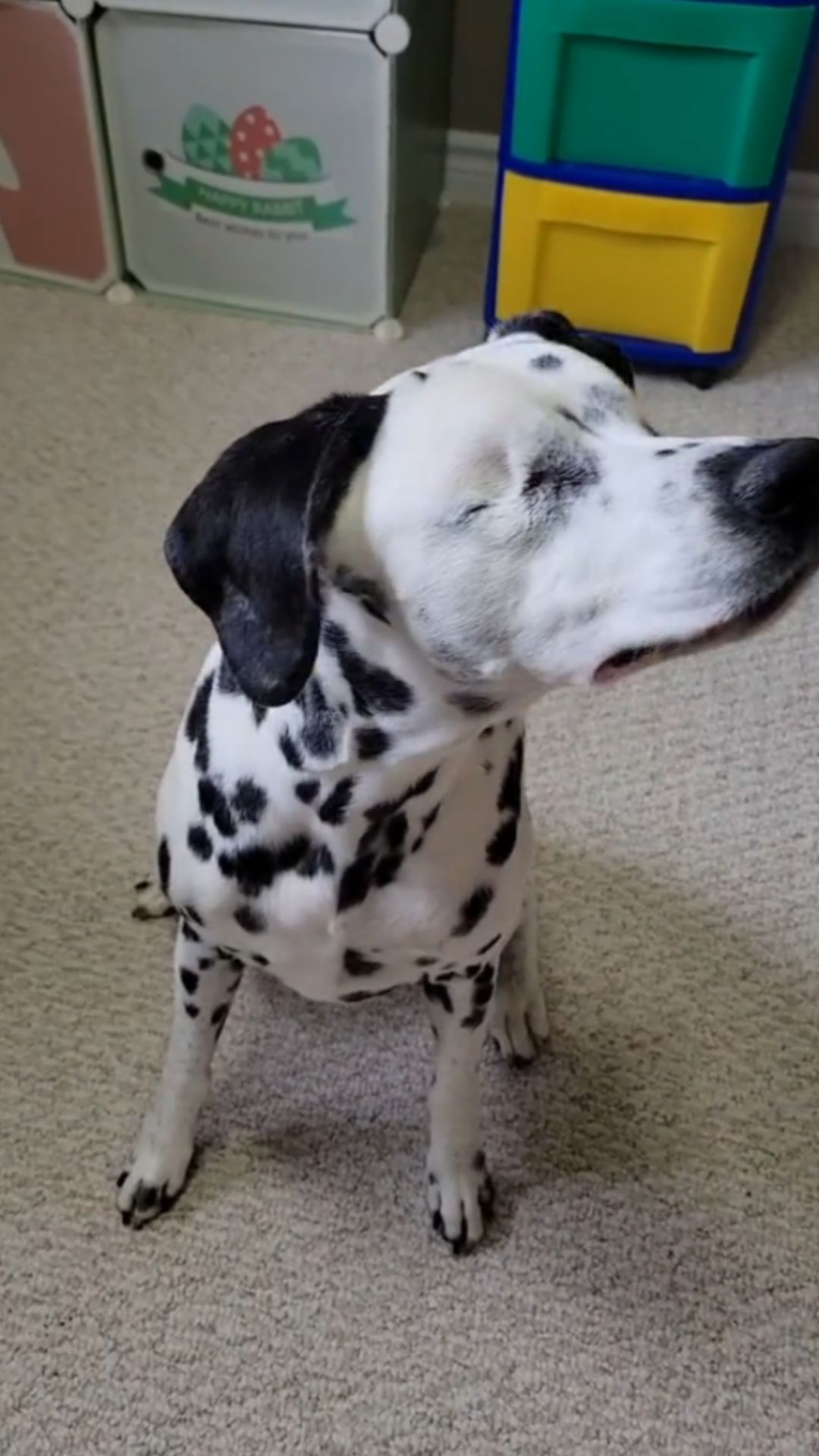 Why blind dogs inspire us: Insights from real life moments