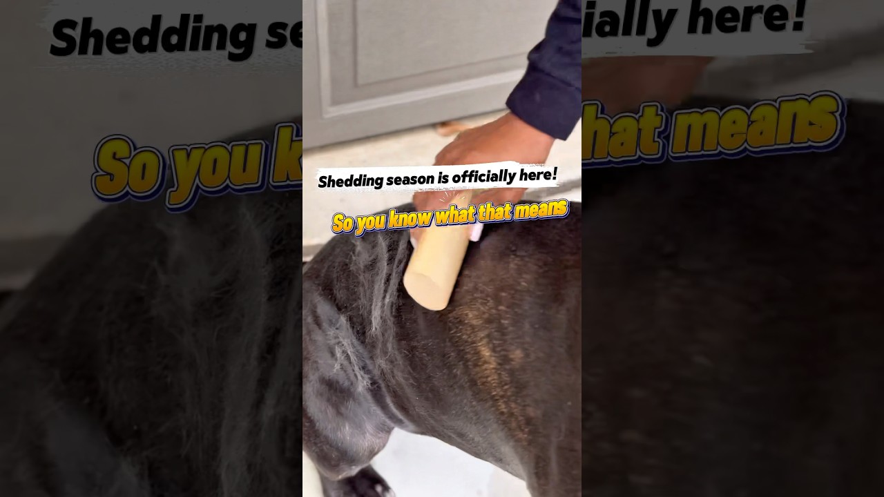Cane corso sheds heavily and needs constant grooming