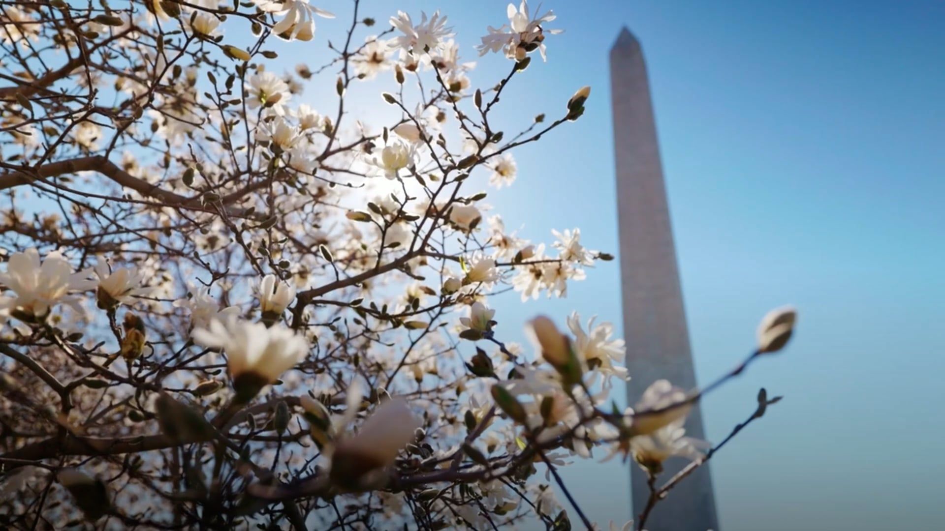 Die Geschichte hinter den ikonischen Kirschblütenbäumen in Washington DC
