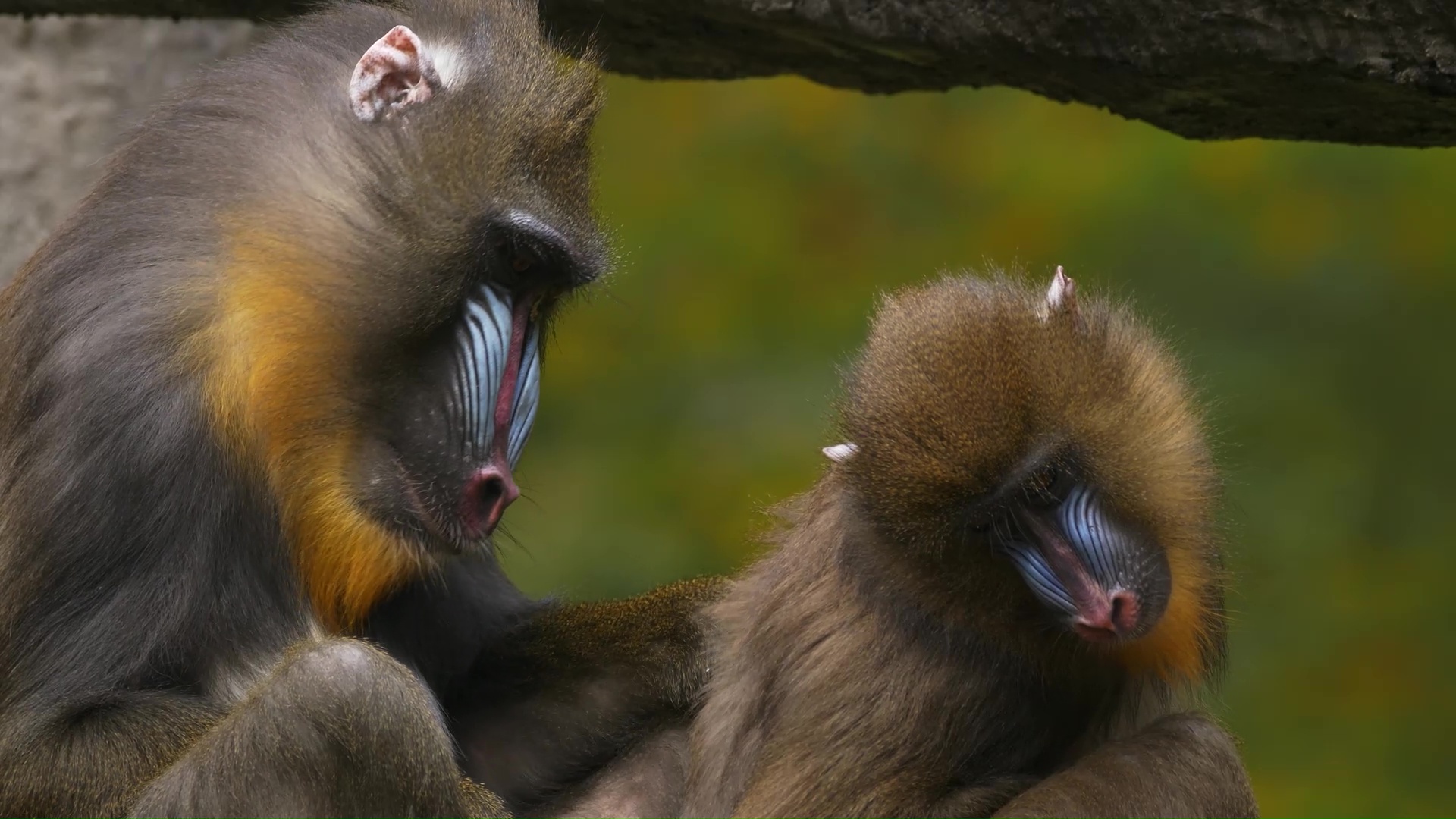 Por qué este mandril asea a otro