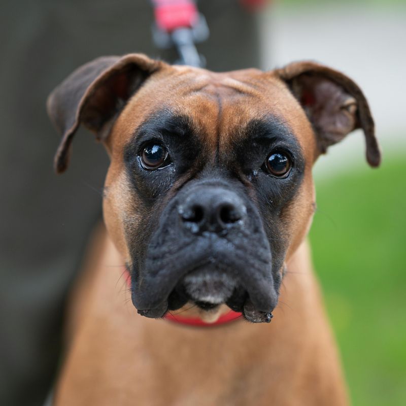 17 dog breeds that pace around before lying down like they are solving ...