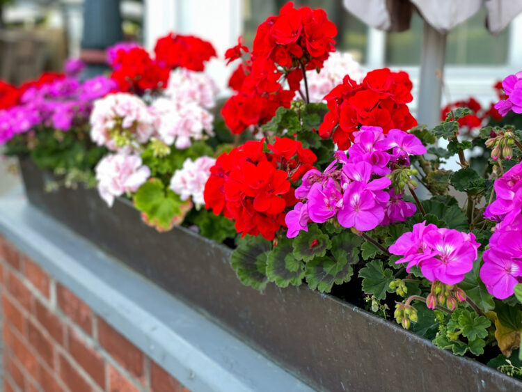 10 types of flowers for the best curb appeal