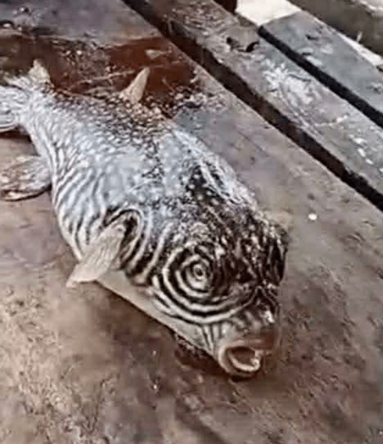 3 dead in puffer fish poisoning in Masbate