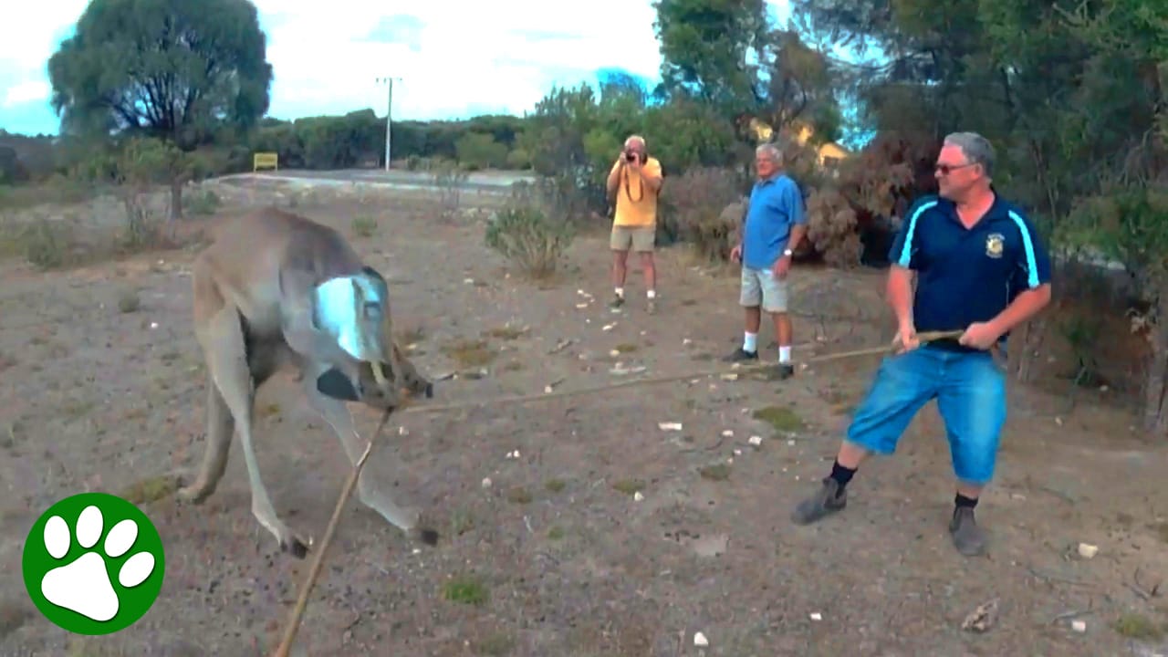 Brave men rescue kangaroo with watering can stuck on its head