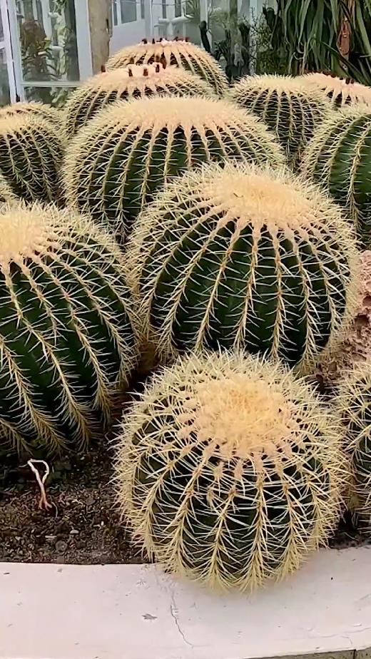 Easy spiky succulents perfect for beginners and plant lovers