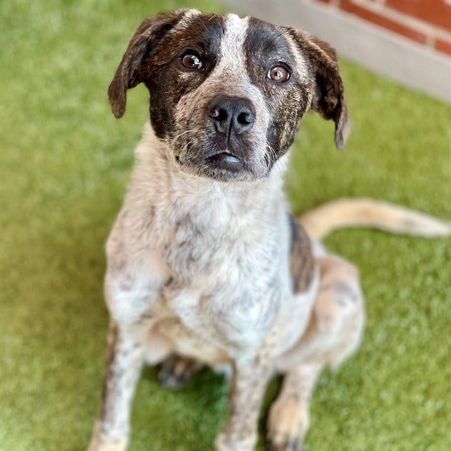 Looking to add a pet to your family? Many are available at shelters