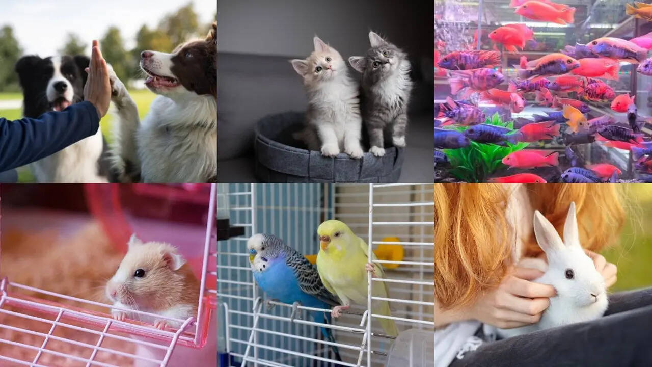 6 best pets for kids that teach love, responsibility and care