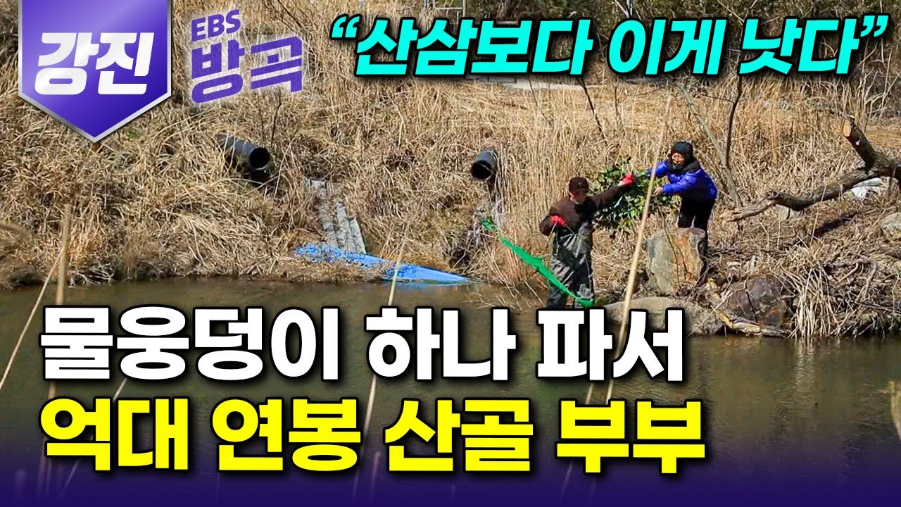 [전남 강진] "안 키워도 계속 나온다" 전기 하나 안 쓰고 버려진 산골 마을에 웅덩이만 파서 새우 양식장 만들더니. 억대 연봉 ...