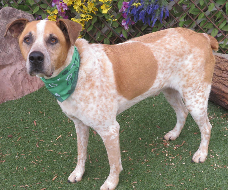 Looking to add a pet to your family? Many are available at shelters