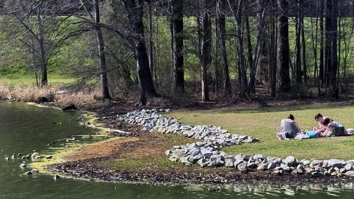 Pollen is blanketing NC, and your symptoms might not be a cold. What to ...