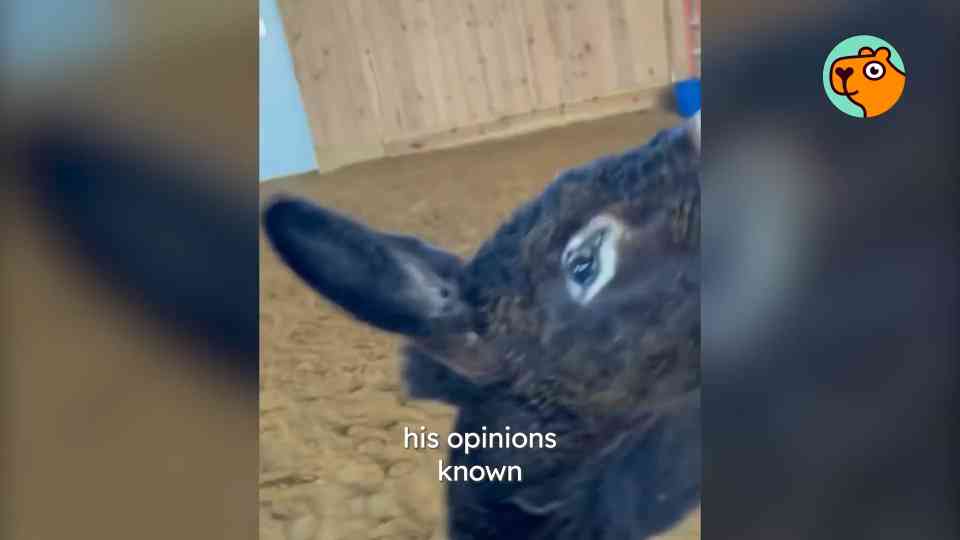 He spent years in silence - then this donkey finally found his voice