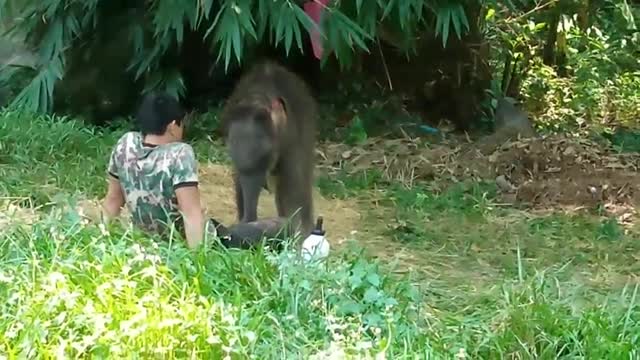 Adorable moment orphaned baby elephant sleeps in carer's lap