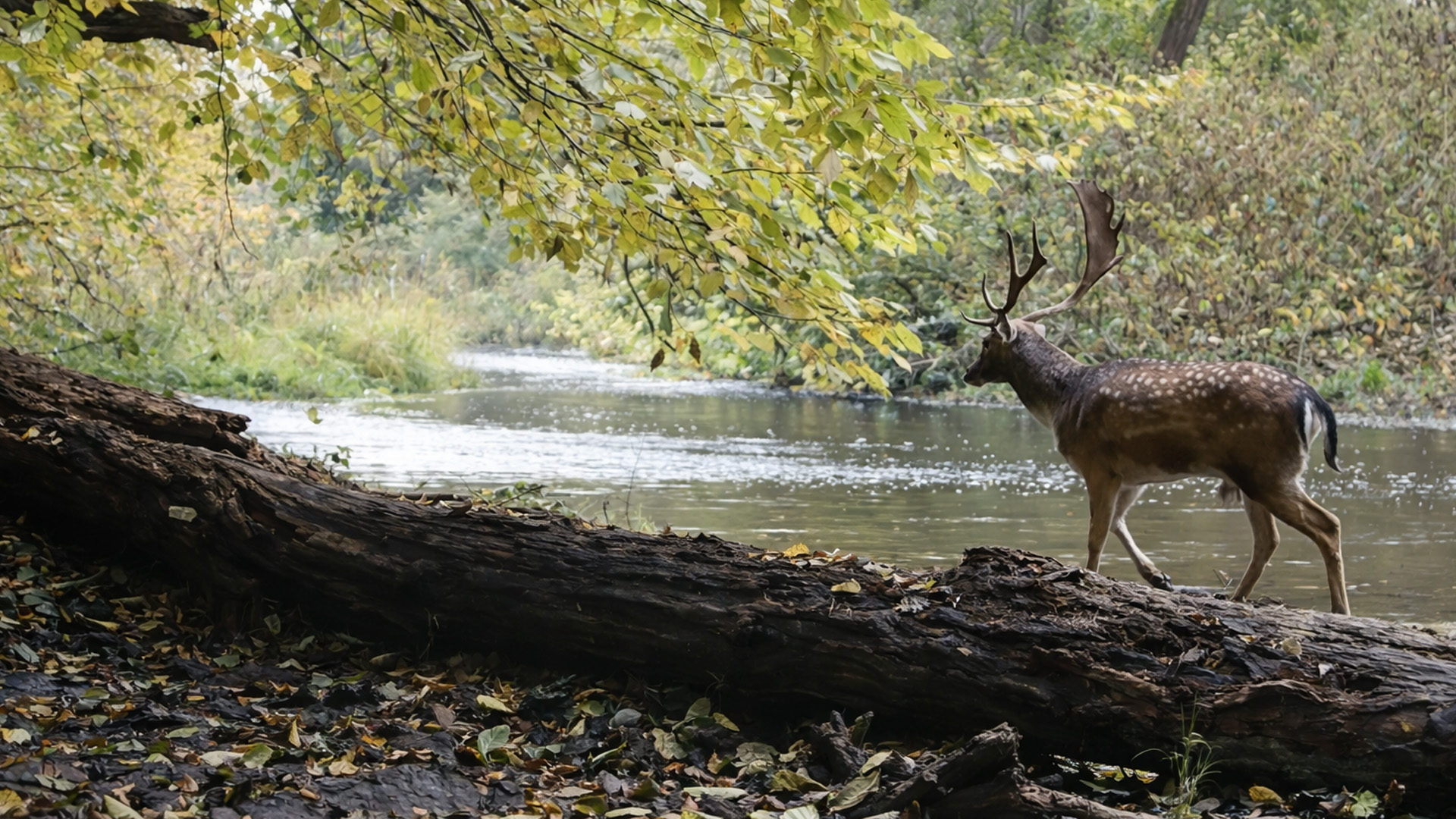Diese Wildkamera filmte den Wald – dann tauchte das auf