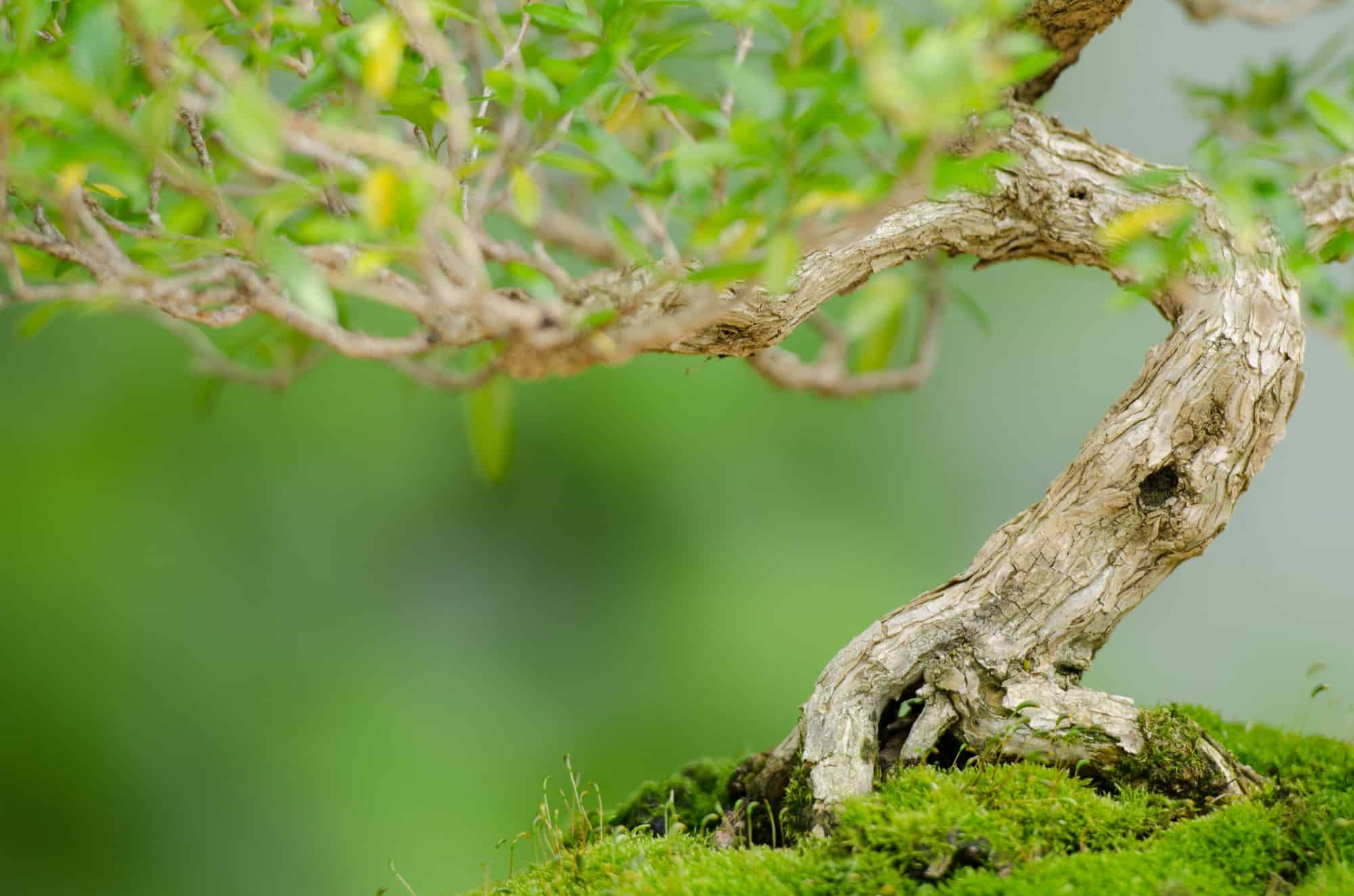 This bonsai tree costs more than a house