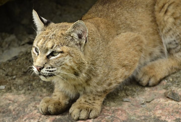 10 wild cat species found across the United States
