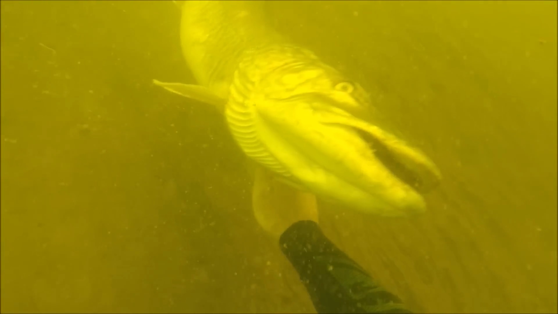 He slipped under the surface to see what fueled the monster in the ...