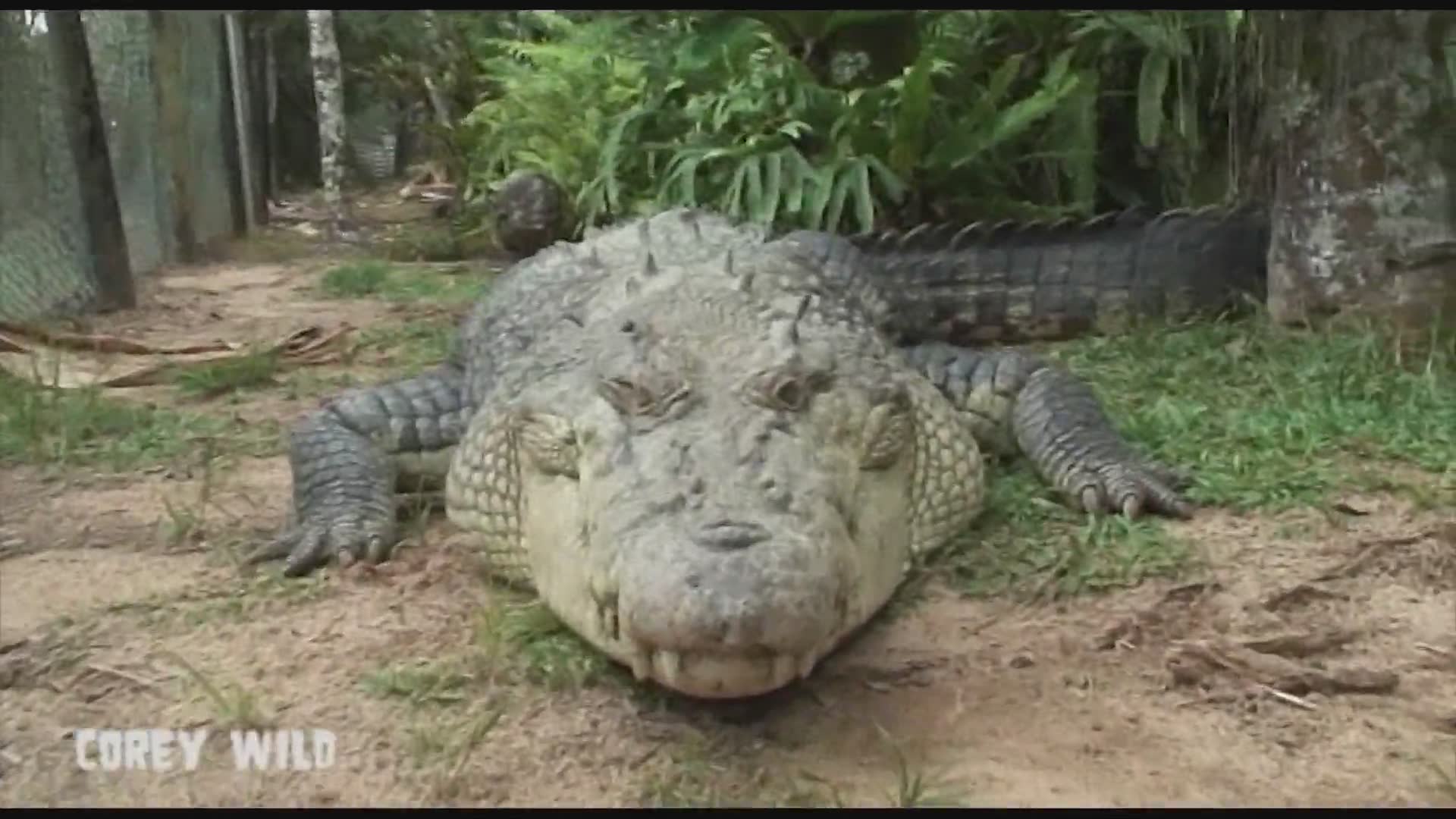 The crocodile handler examines the sobering death toll statistics of ...