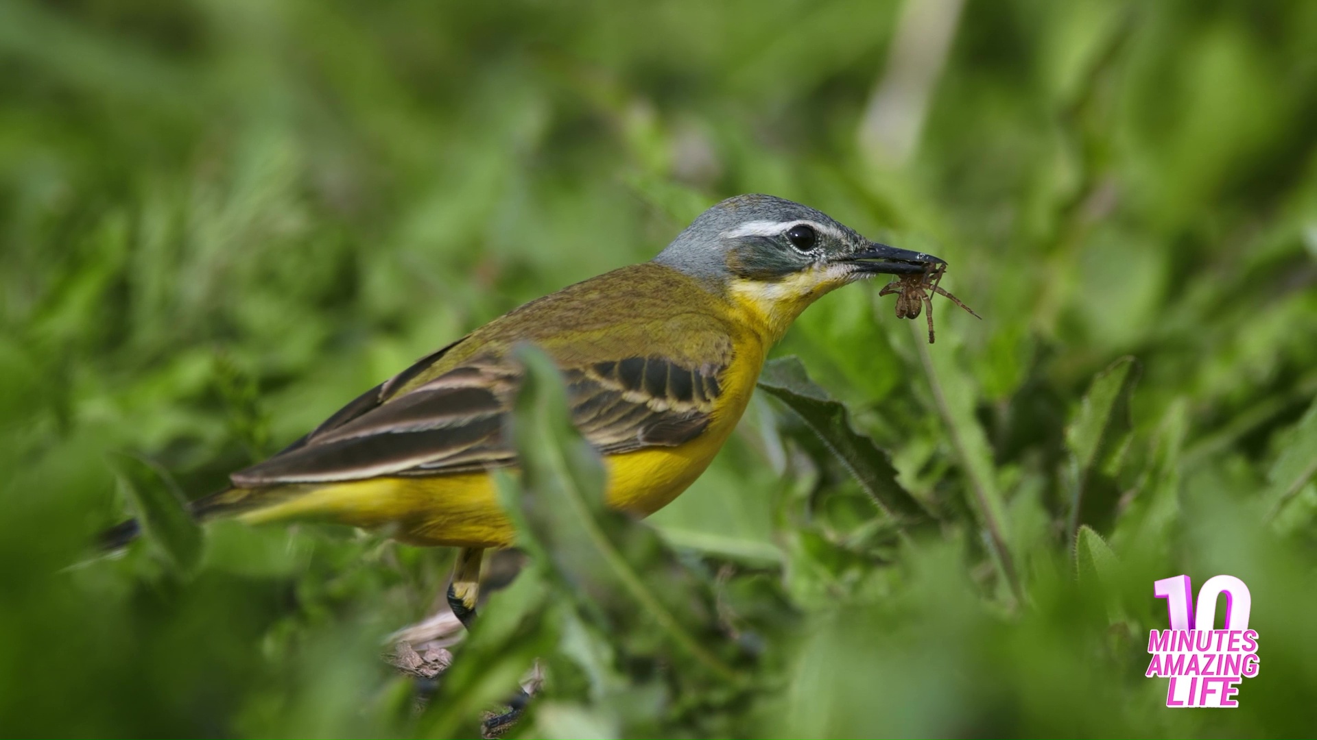 How this small bird finds food so fast