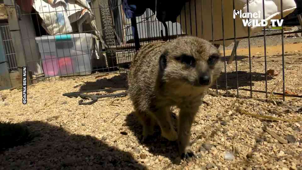 Man cares for rescued animals