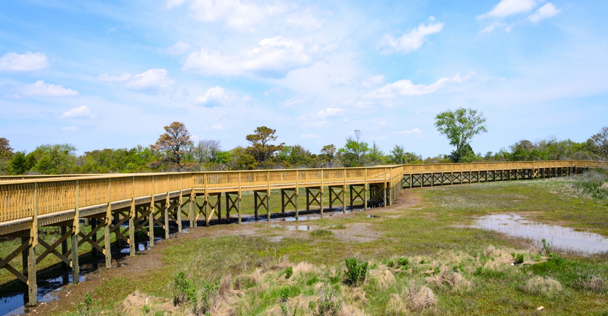 10 Virginia bay islands you can drive to for wildlife and family walks