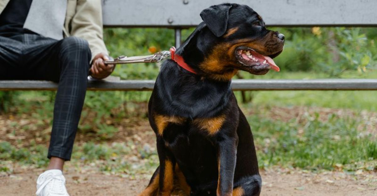 17 dog breeds that pace around before lying down like they are solving ...