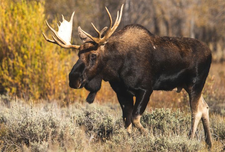 10 animals in Colorado that could turn your hike into a nightmare