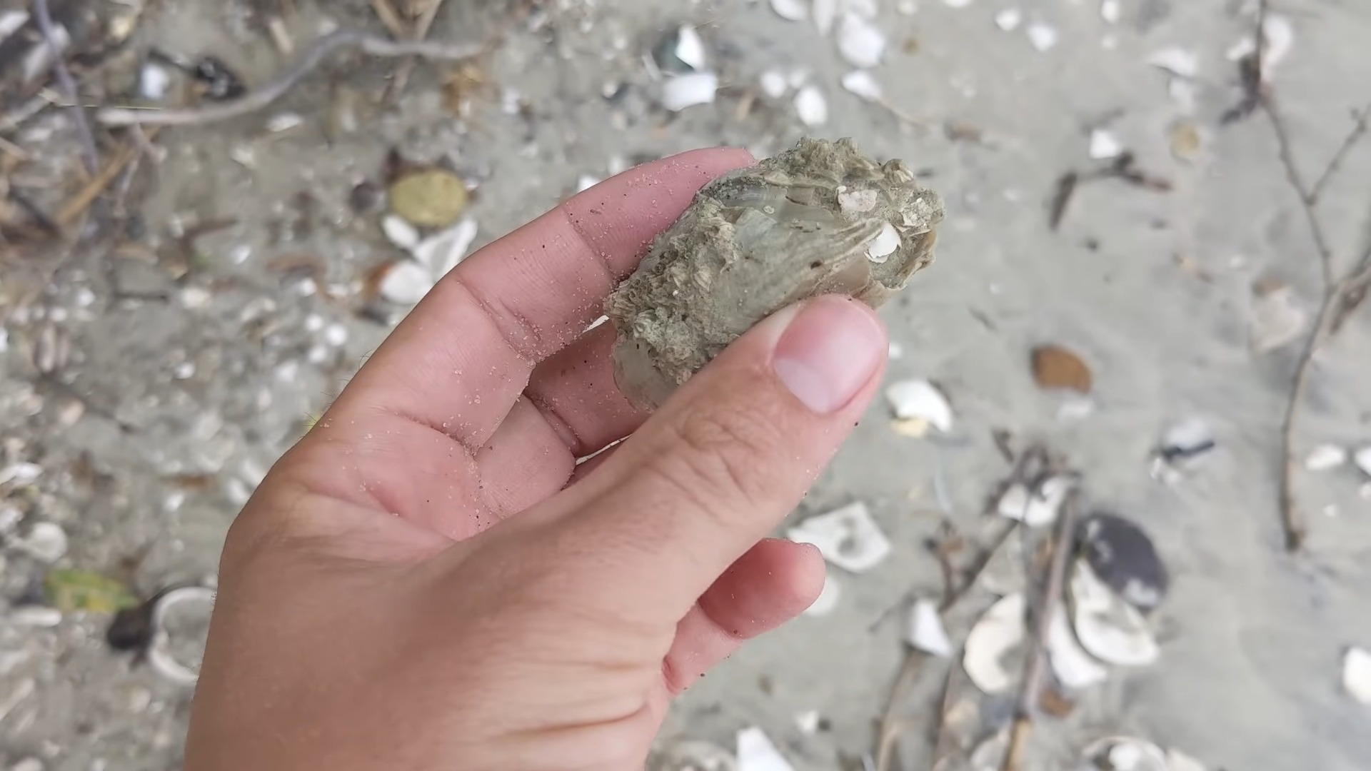 He went fossil hunting at Calvert Cliffs - then found a 12-million-year ...