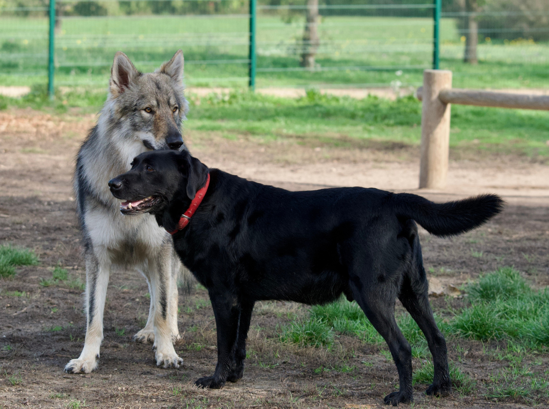 These dog breeds are the closest to wolves, a new study finds